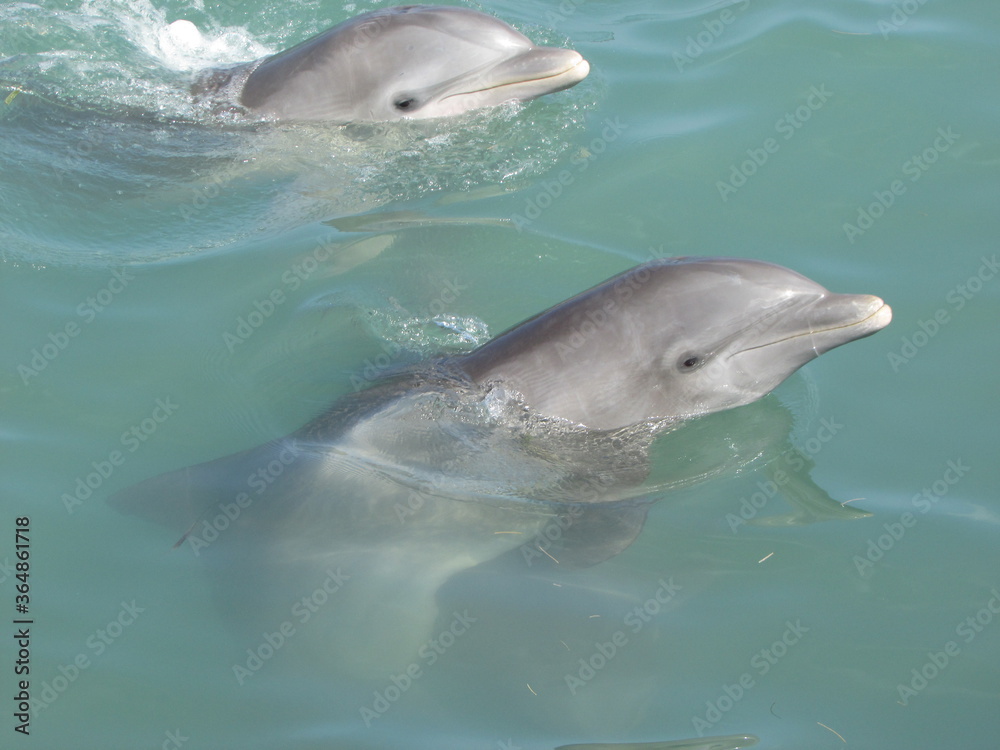 delfines Stock Photo | Adobe Stock