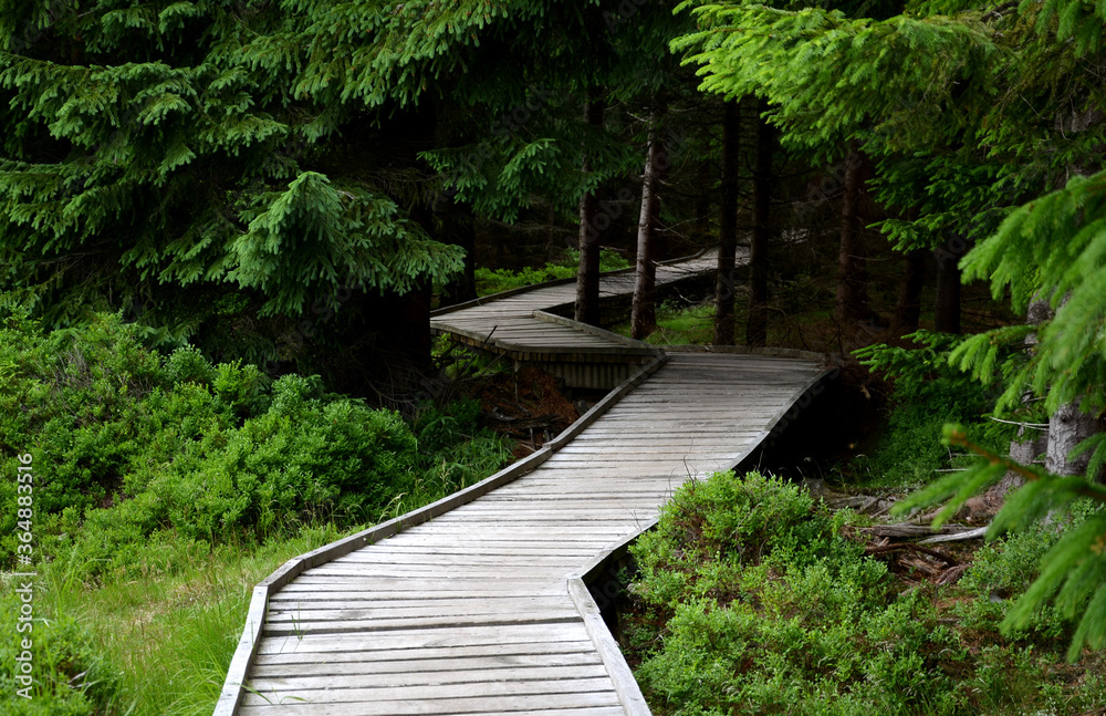 wooden walkway in a nature reserve in a spruce forest in the mountains ...