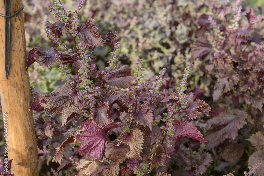 Curly Red Leaves of a Red Shiso Plant (Perilla frutescens var. crispa ...