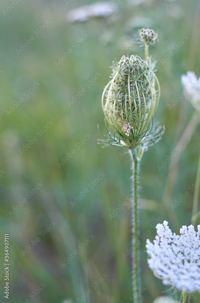 daucus carota close up in a wild field in summer. queen anne's lace bud ...