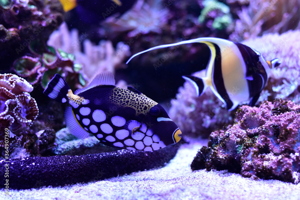 Underwater scene. / Underwater photography of fish being swimming and ...