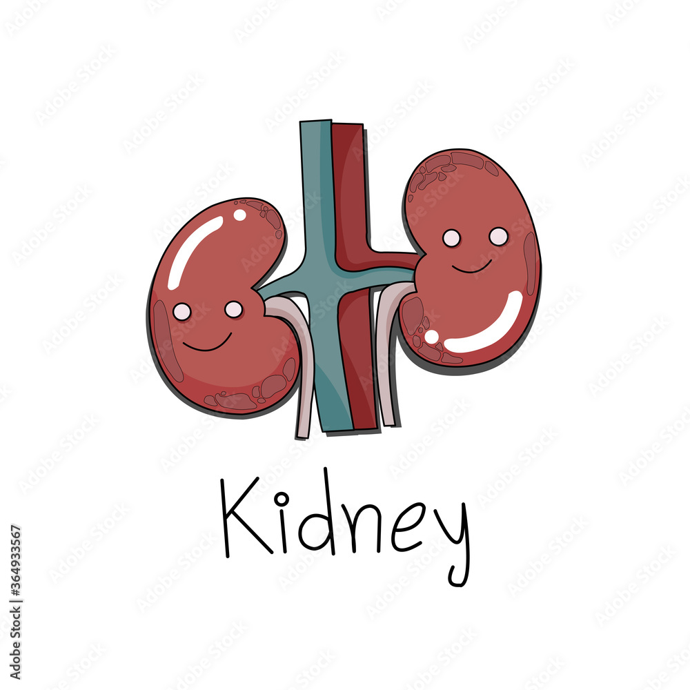 illustration of kidney in cartoon style on white background. Stock ...