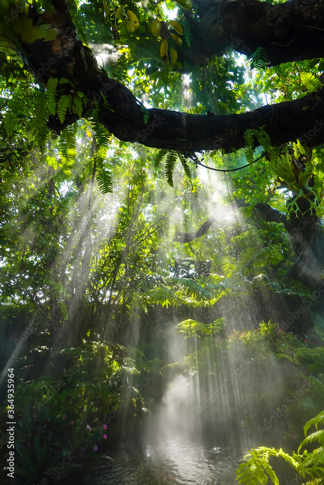 Vertical image of Tropical jungle with river and sun beam and foggy in ...