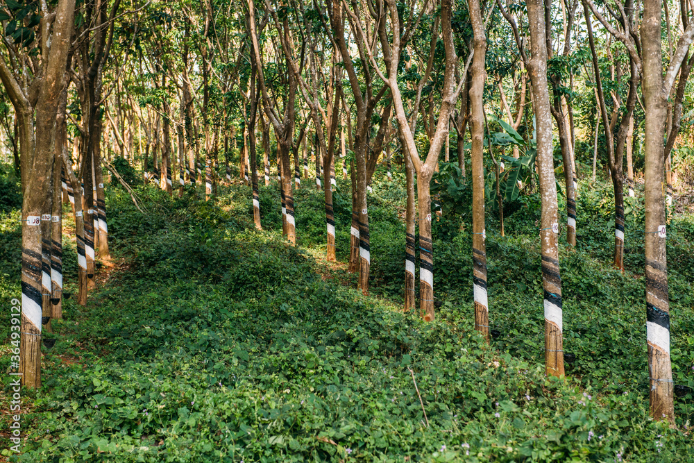 Rubber tree garden. Hevea brasiliensis rubber tree. Tapping latex from ...