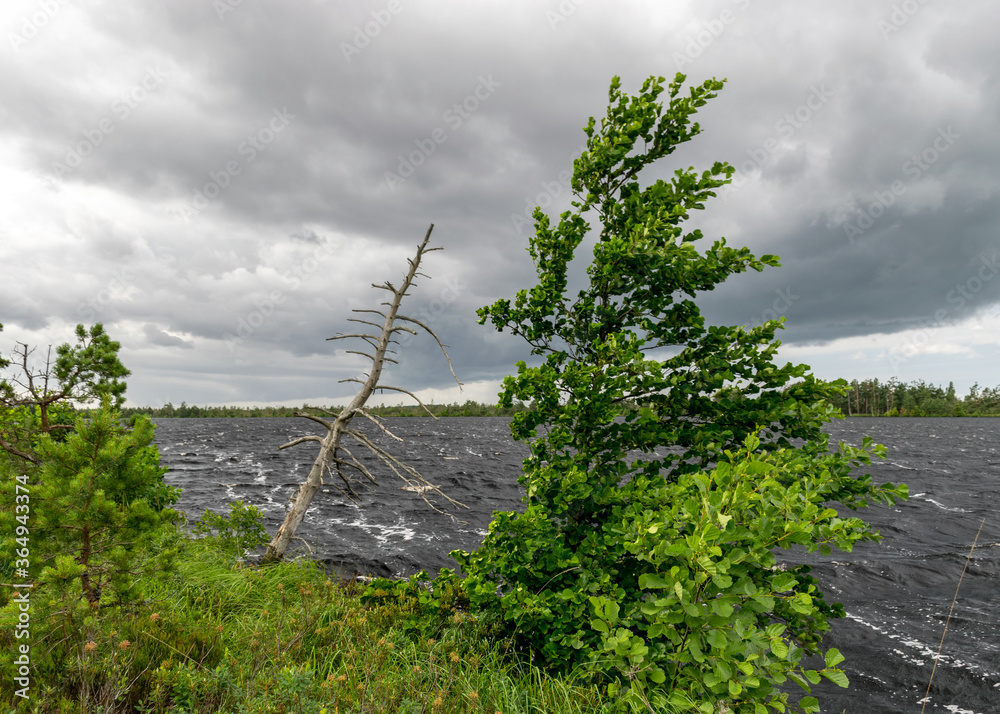 windy summer landscape from swamp lake, wind and turbulence of lake ...