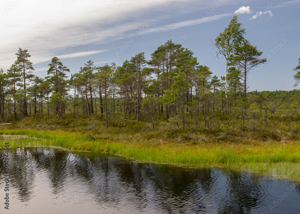 stunning bog views. beautiful clouds. View of the beautiful nature in ...