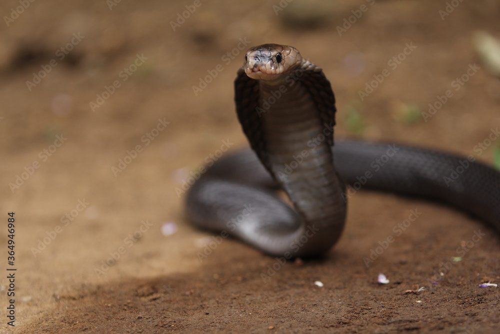 The Javan spitting cobra (Naja sputatrix), also called Indonesian cobra ...