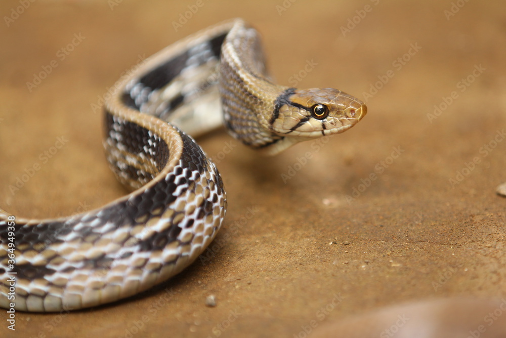 The radiated ratsnake, copperhead rat snake or copper-headed trinket ...