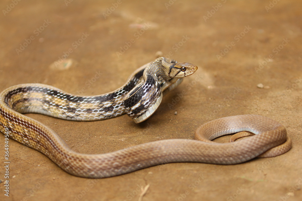 The radiated ratsnake, copperhead rat snake or copper-headed trinket ...