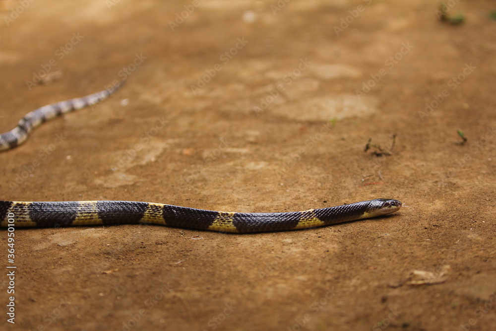 Bungarus candidus, commonly known as the Malayan krait or blue krait ...