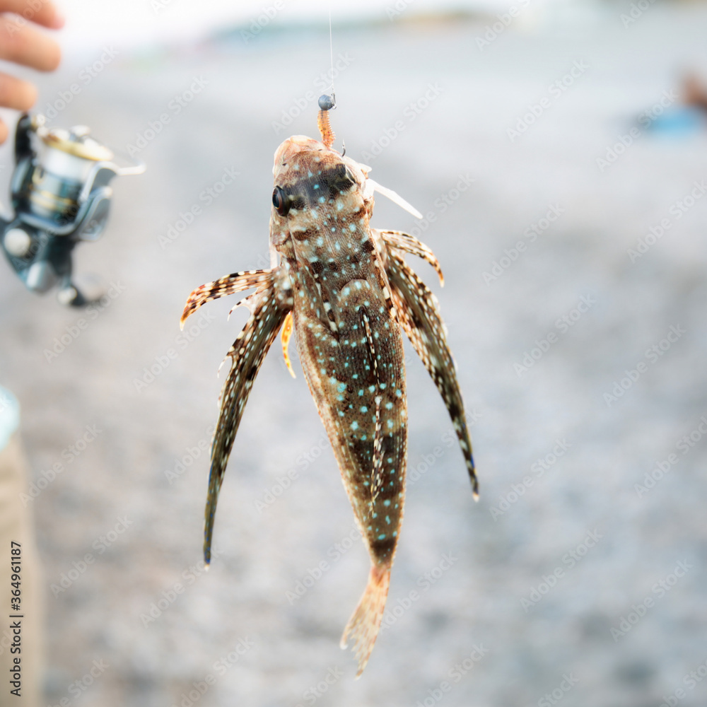 Italian flying fish fell off the fishing rod. Flying fish. Unique fish ...
