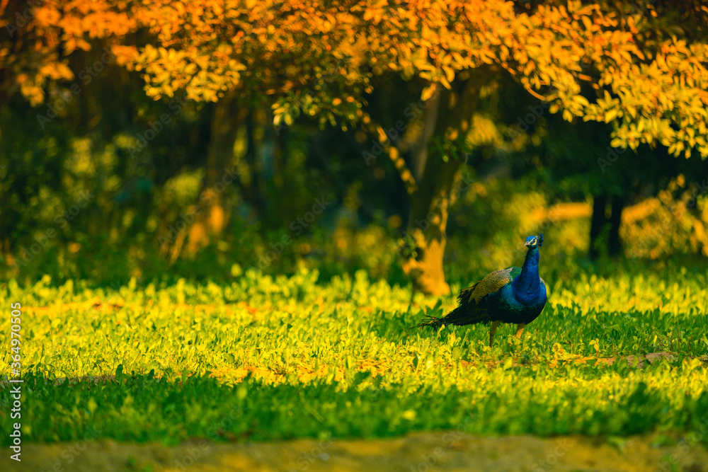 Indian Peacock in Vrindavan Stock Photo | Adobe Stock
