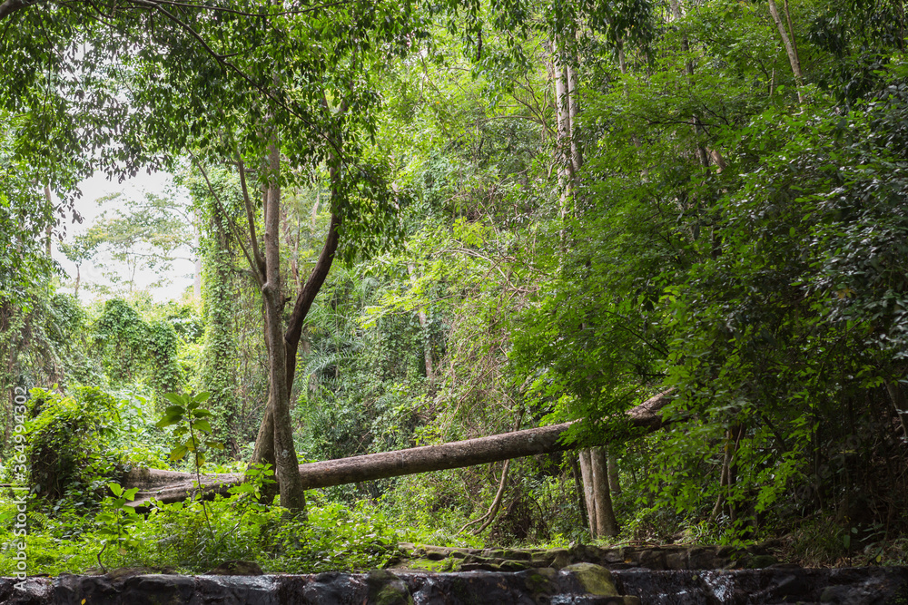tree in the forest at Namtok Samlan National Park. Beautiful nature at ...
