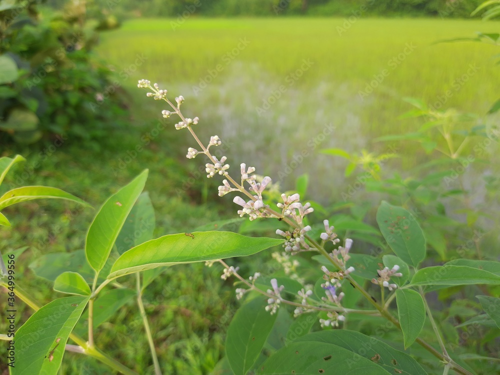 Vitex negundo (Nirgundi) plant with flowers. It's other name Chinese ...