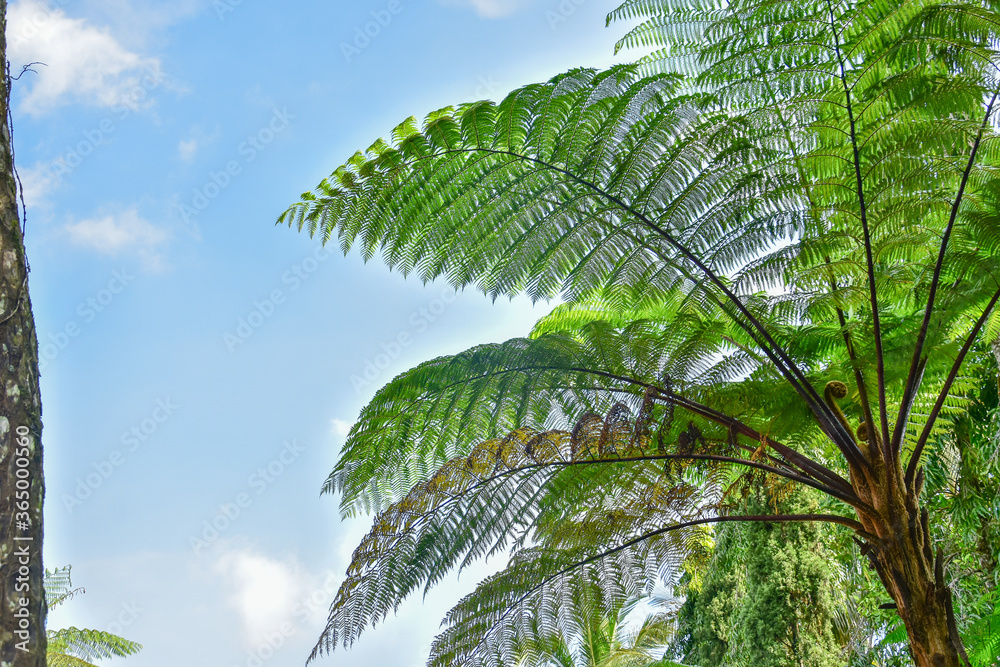 Many giant fern trees in a tropical rain forest with a background of ...