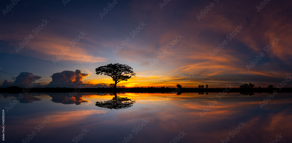 Panorama silhouette tree in africa with sunset.Tree silhouetted against ...