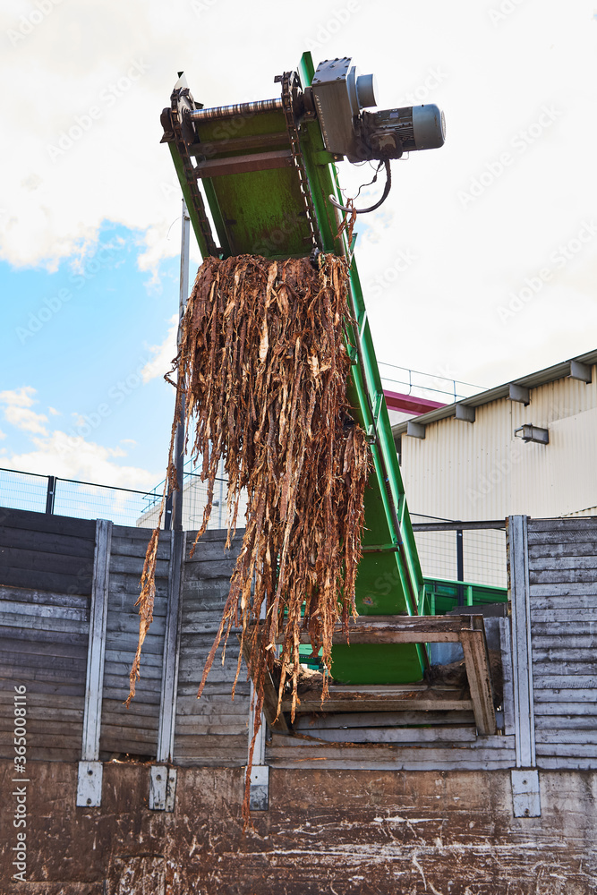conveyor of stationary industrial woodchipper producing wood chips ...