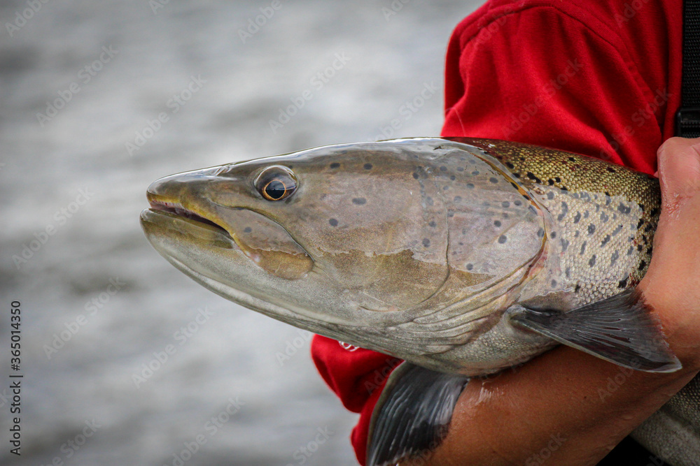 A close up of the head of a Taimen fish, the largest salmon species ...