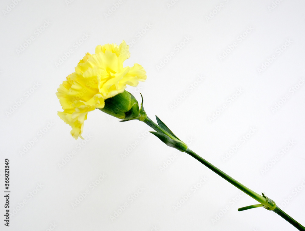 Single Yellow Flower White Background