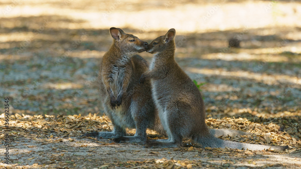 Cooperation Between Animals