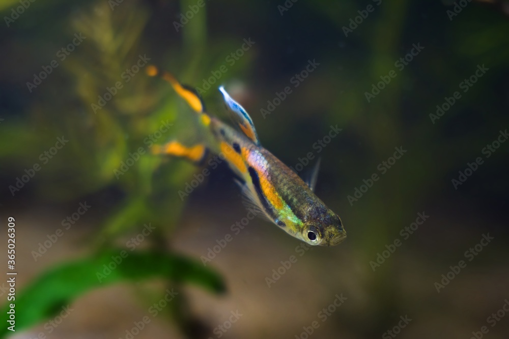 neon glowing freshwater male of dwarf fish Endler guppy, Poecilia ...