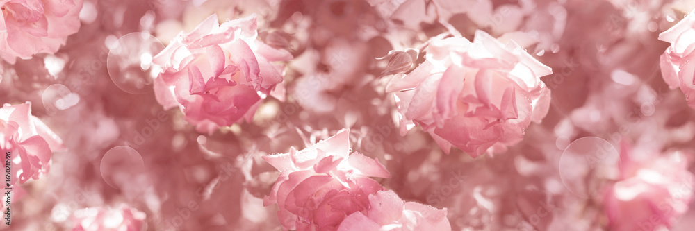 Twitter Headers Pink Flowers
