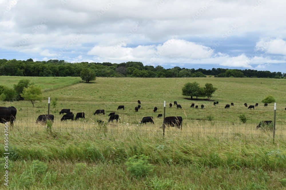 Cow Pasture Stock Photo | Adobe Stock