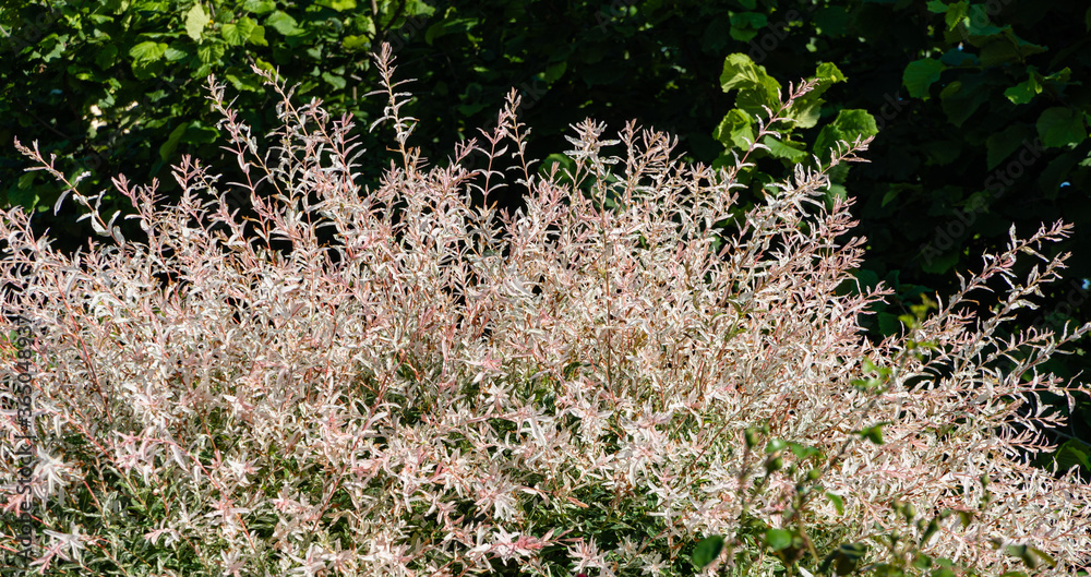 Japanese willow Salix integra Hakuro-Nishiki. Branches with pink-white ...