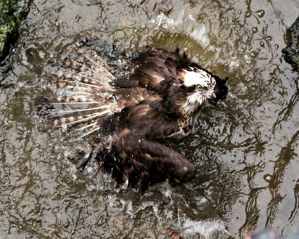 Osprey Bird Stock Photos. Aerial view. Bathing. Osprey bird close-up ...