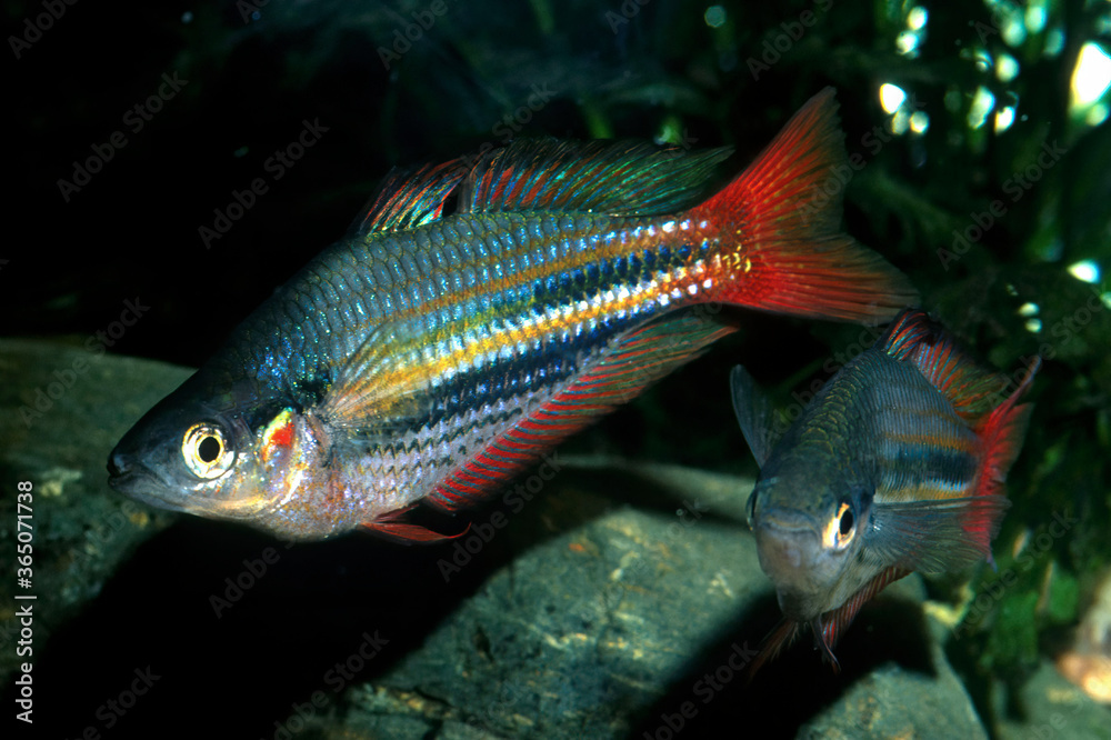 The banded rainbowfish (Melanotaenia trifasciata), also known as the ...