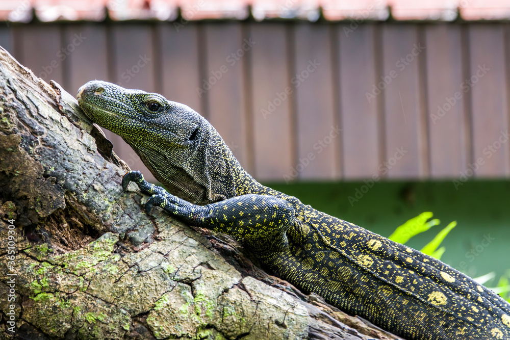 Salvadori's monitor (Varanus salvadorii) is one of the longest lizards ...