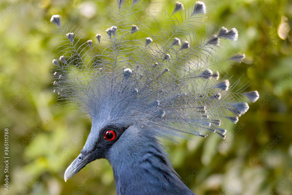 the head of Victoria crowned pigeon. It is a large, bluish-grey pigeon ...