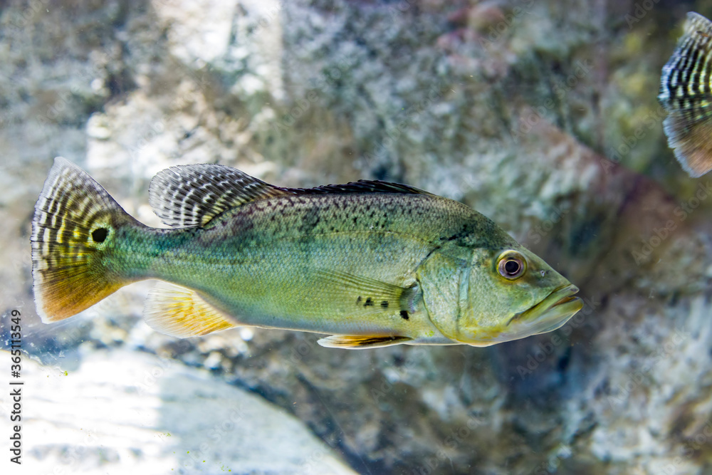 The Butterfly Peacock bass(Cichla ocellaris) is a very large species of ...