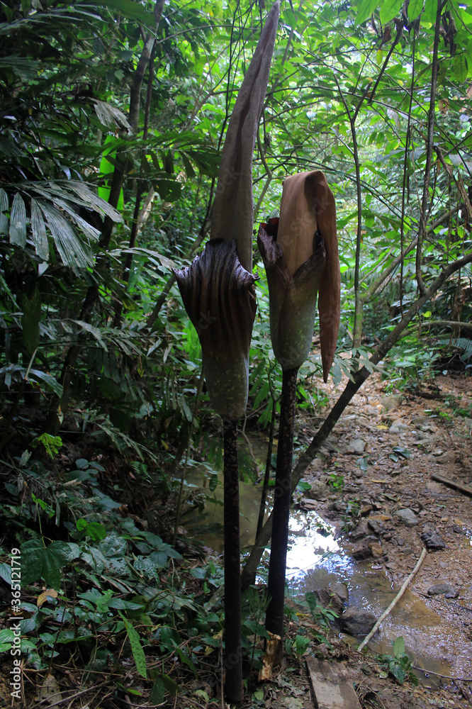 Giant Arum (Amorphophallus gigas) - the largest flower in the world ...