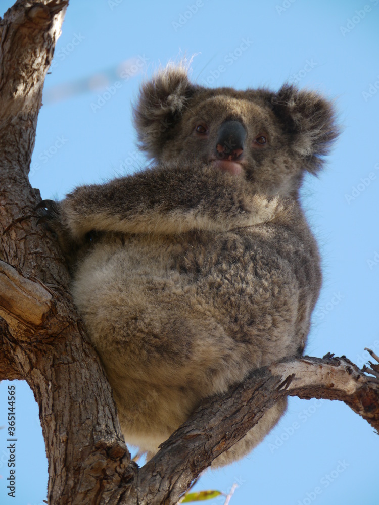 Wild koala Stock Photo | Adobe Stock