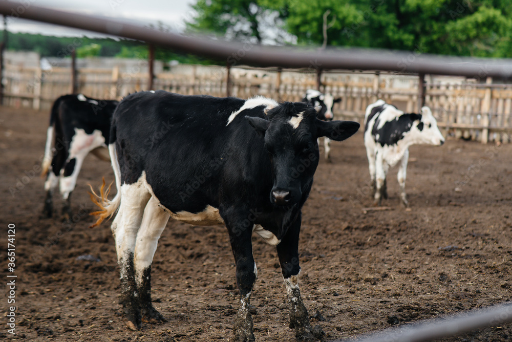 Foto de Raising cows for milk production on an industrial farm ...