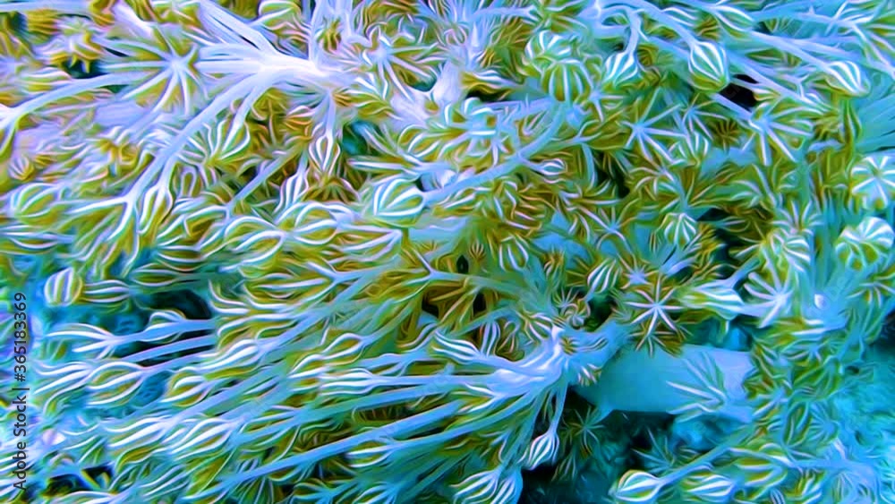 Psychedelic visualization of catching movements of coral polyps ...
