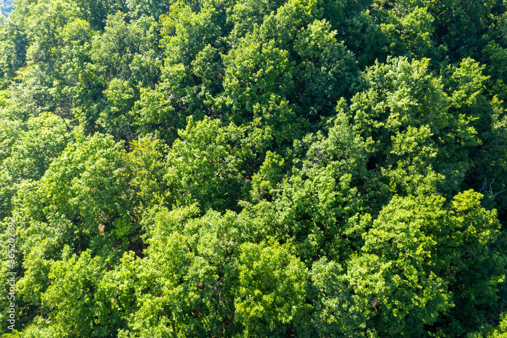 Aerial view of the forest of Quercus petraea, commonly known as the ...