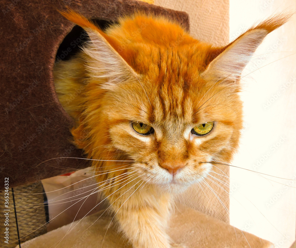 Red maine coon cat come out of house with sleepy face. Maine coon cat ...