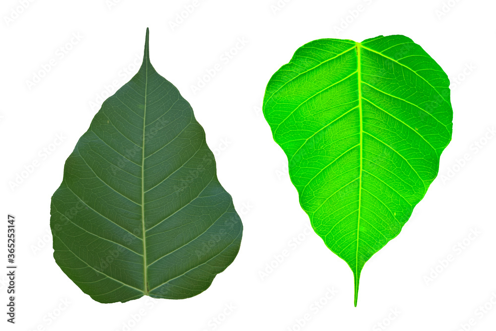 Bodhi leaves that are beautiful and fresh with a clean white background ...