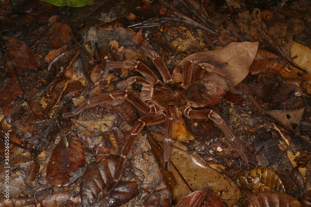 Goliath birdeater (Theraphosa blondi) belongs to the tarantula family ...