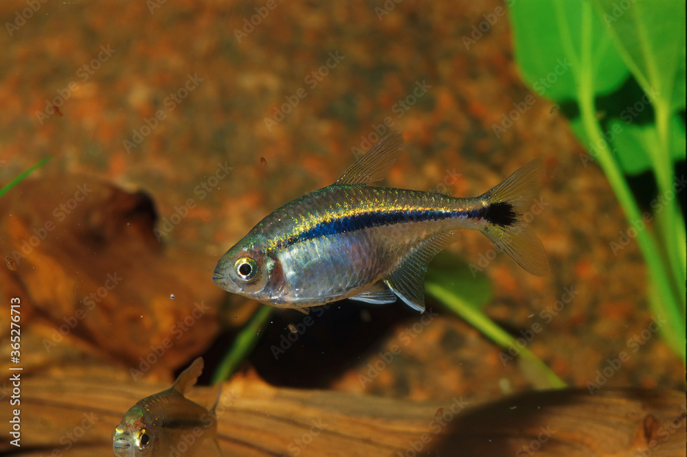 Aquarium fish Black banded tetra Hyphessobrycon scholzei from South ...