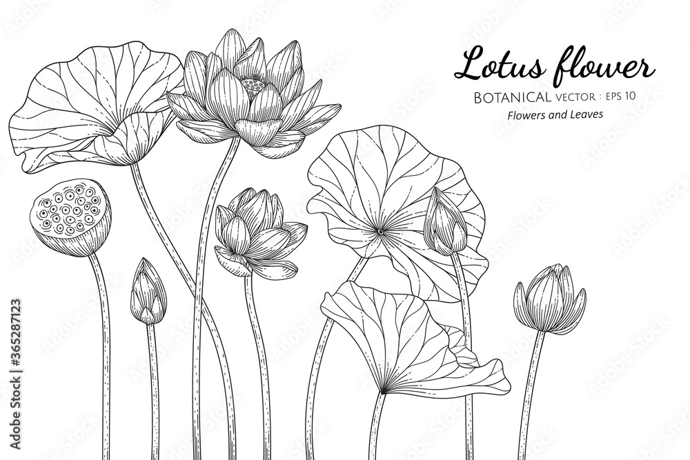 Lotus flower and leaf hand drawn botanical illustration with line art ...