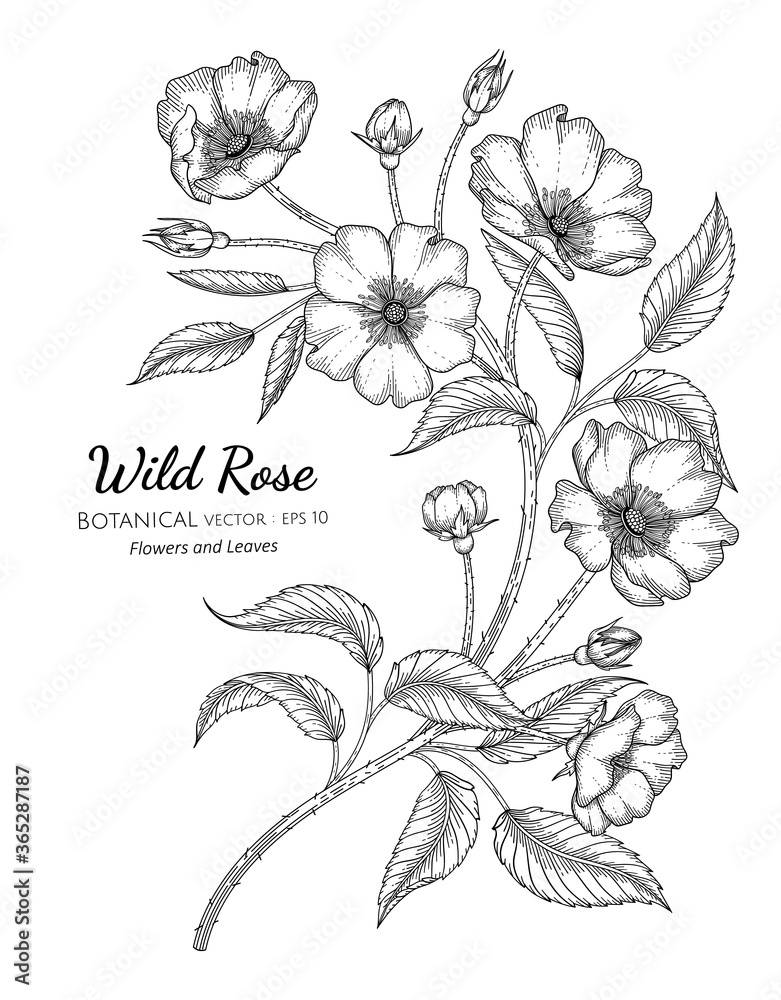 Wild rose flower and leaf hand drawn botanical illustration with line ...