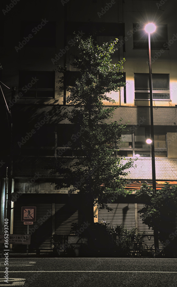 Night view of a tall tree illuminated by a streetlamp on a side street ...