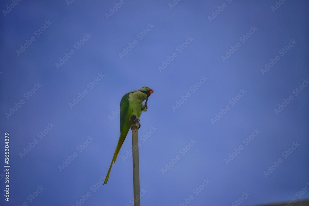 Parrots have a heavy, in relation to their size, and compact body with ...