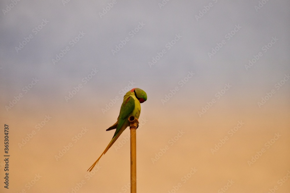 Parrots have a heavy, in relation to their size, and compact body with ...