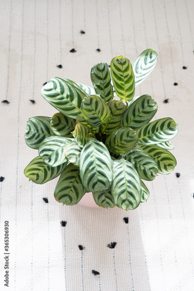 Calathea or ctenanthe burle marx, also know as fish bone prayer plant ...