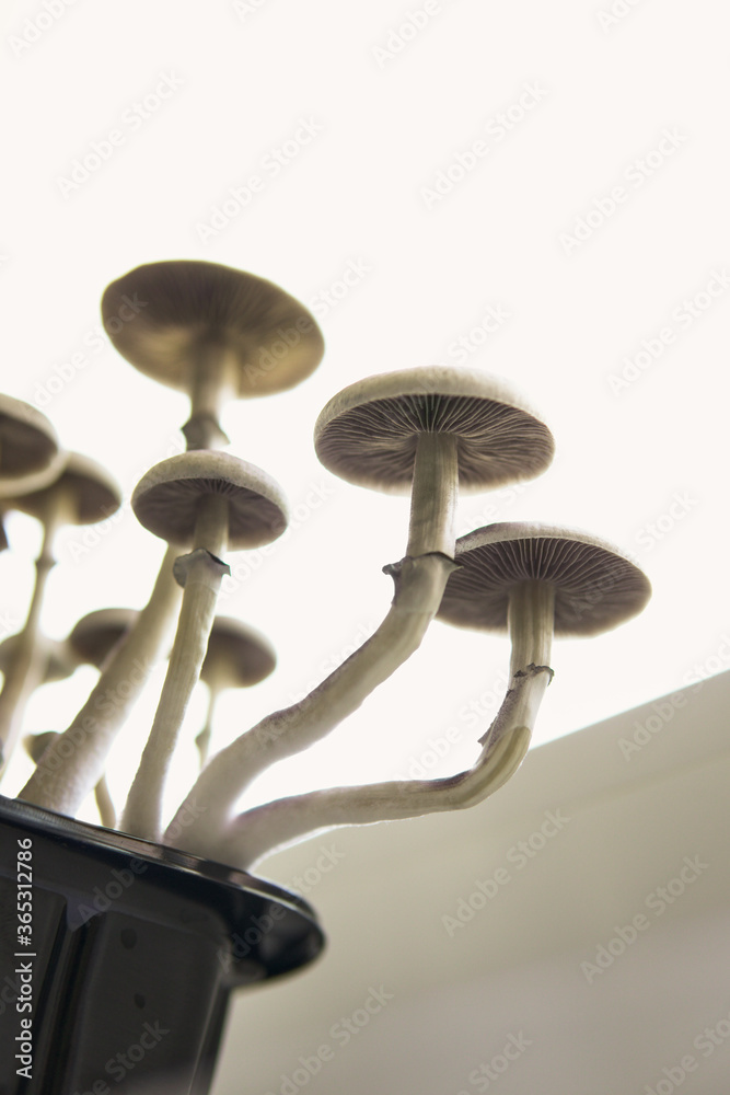 Fresh Psilocybin shroom. growing Albino A strain. Psilocybin cubensis ...