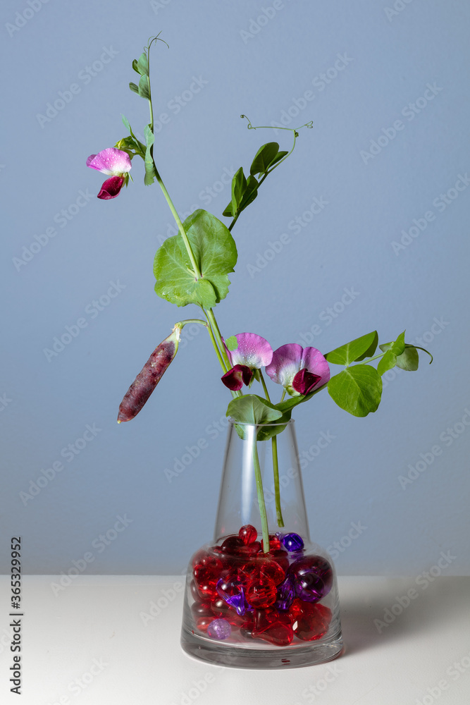 A studio shot of a piece of a pea plant with flowers, leaves and a ...